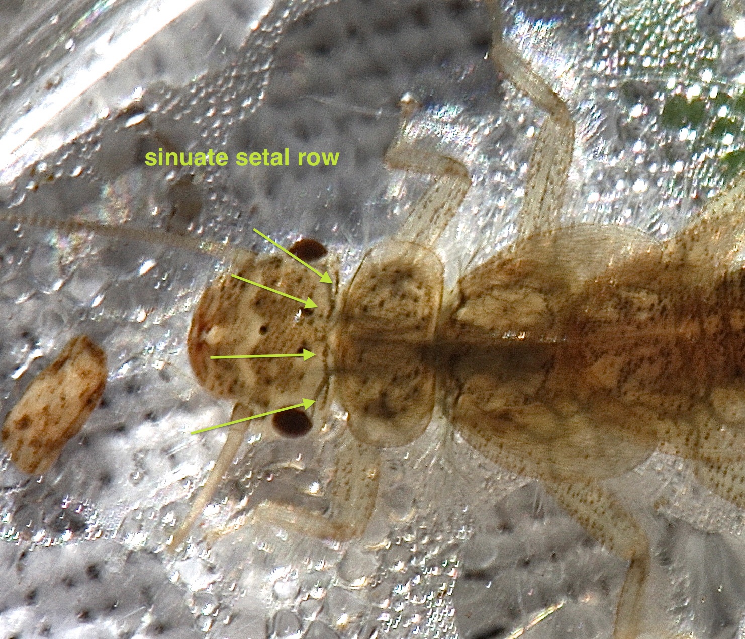 Aquatic Insects of Central Virginia: May 2013