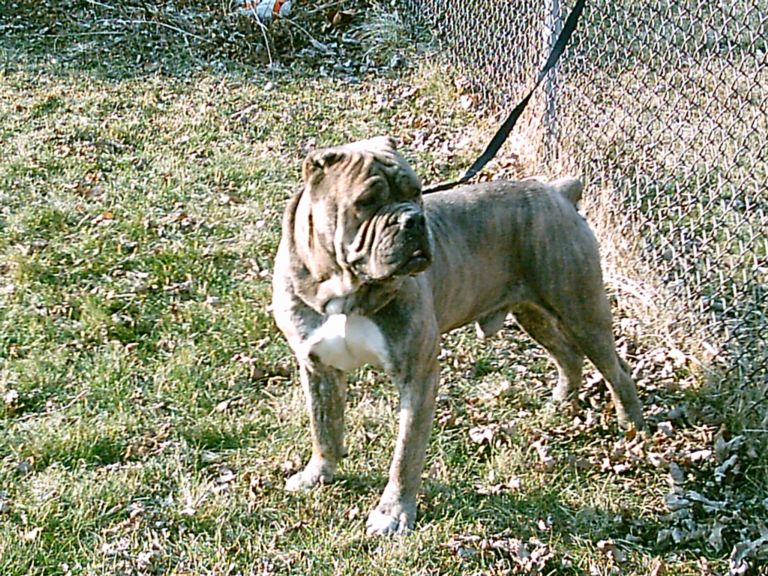 MorsoRosso: ITALIAN BULLDOGGE