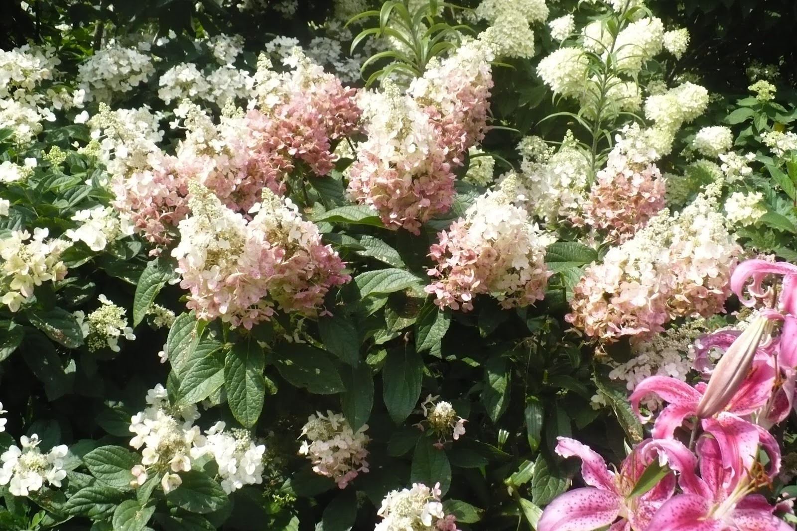 Hydrangea, Hortensja: Hydrangea paniculata (Hortensja bukietowa)'Ruby ...