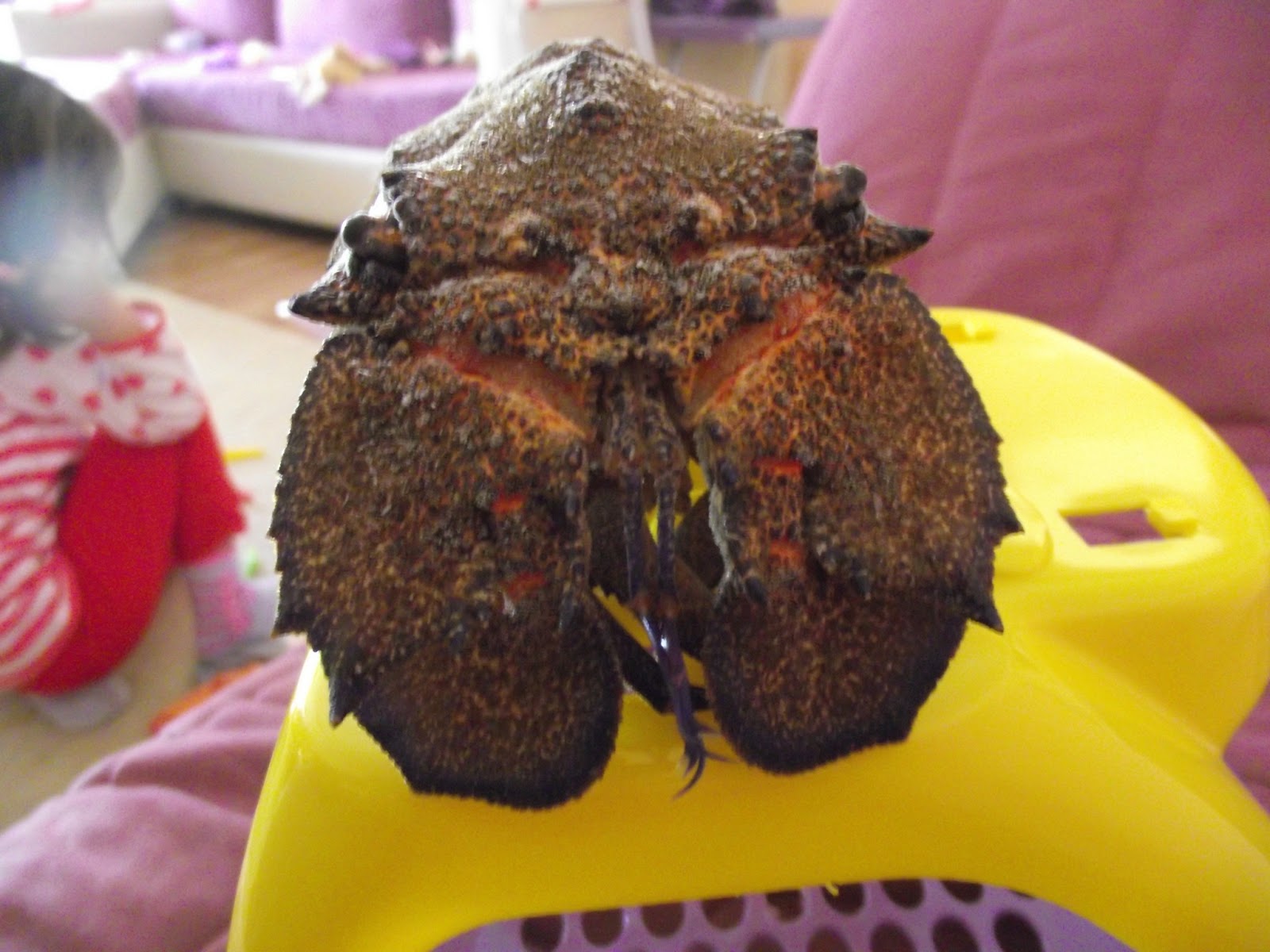 Umut, Deniz ve Balıklar: Karavida