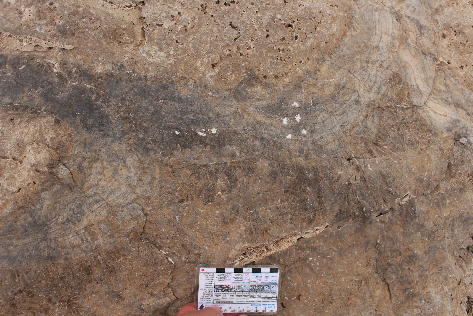 Finding Fossils...: The Permian Capitan Reef