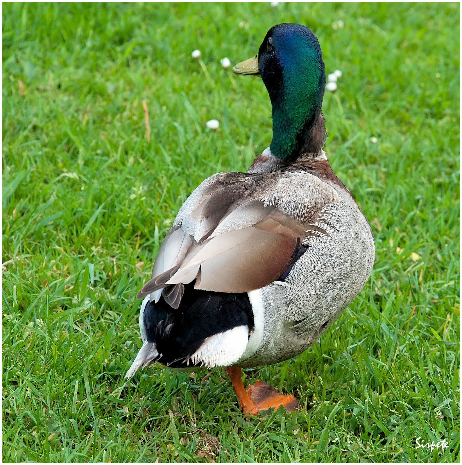 Sirpete's Pic's: May 2011