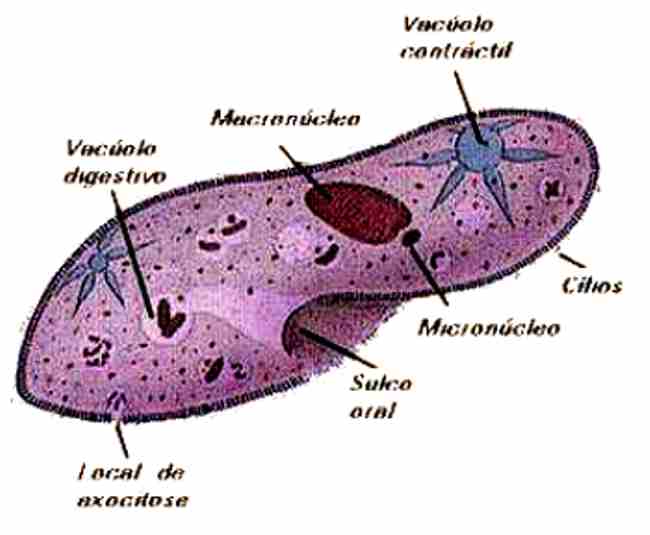 Protista ~ Kang Biology