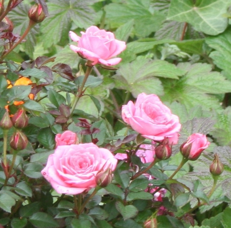 Our Garden Journal: Our First Spring Roses
