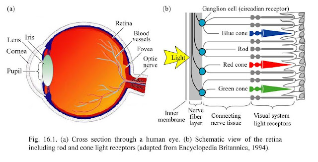 Light and Illumination: Human Eye Sensitivity over the whole Visible ...