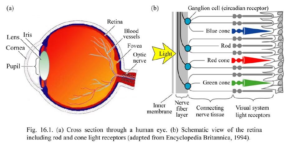 Light and Illumination: Human Eye Sensitivity over the whole Visible ...