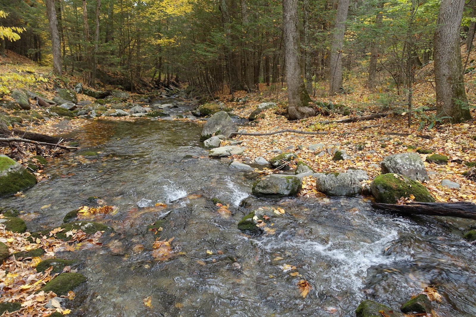 Of Rock & Riffle: Fall Wild Browns on a Pristine Small Stream, Connecticut.