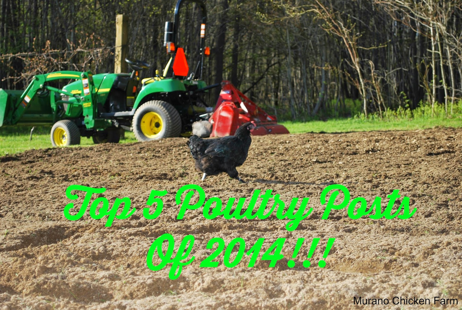Top Poultry posts of 2014 - Murano Chicken Farm