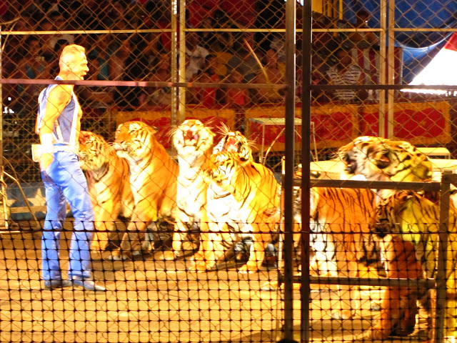 Photos of the Day: The Circus & Fireworks