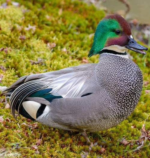 Falcated duck images | Birds of India | Bird World