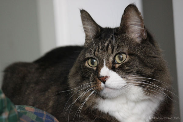 fourwhitepaws: Buddy