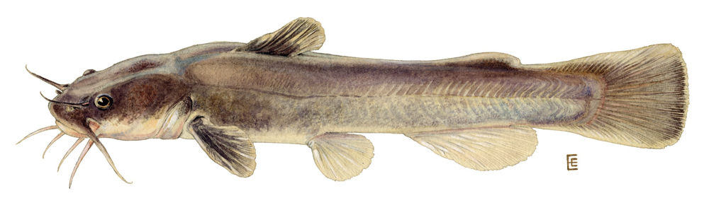 Fish Index: Stonecat (Noturus flavus)