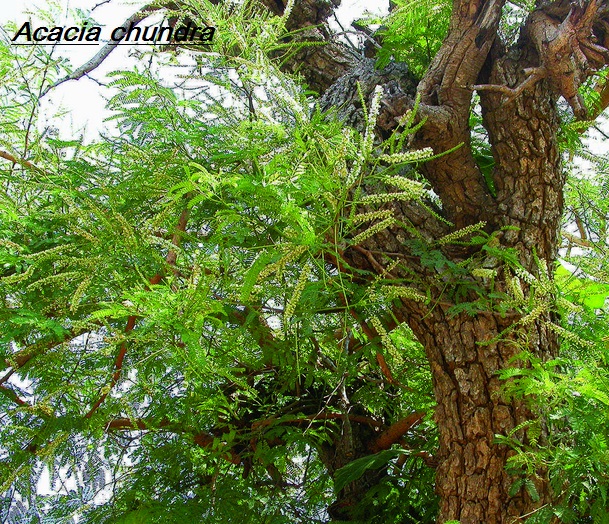 කිහිරි (Acacia chundra) ~ අපේ ඔසුපැළ Medicinal Plants of Sri Lanka