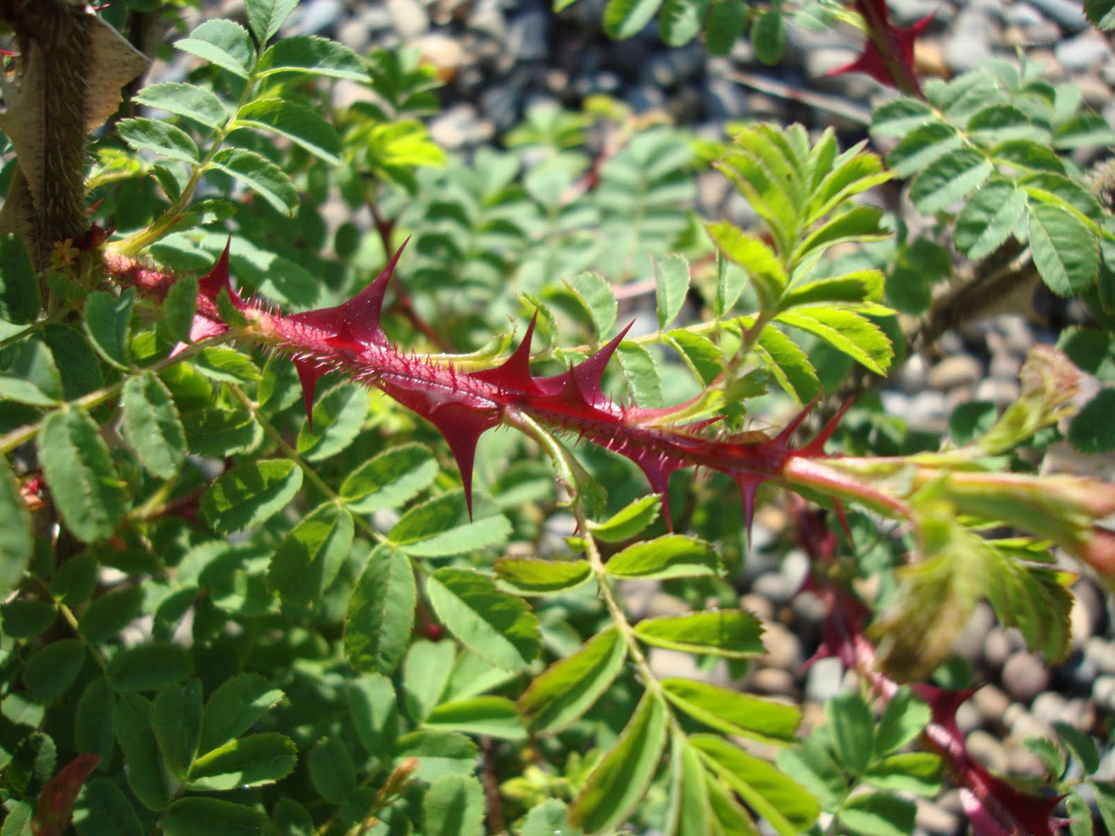 danger garden: Did hell just freeze over?