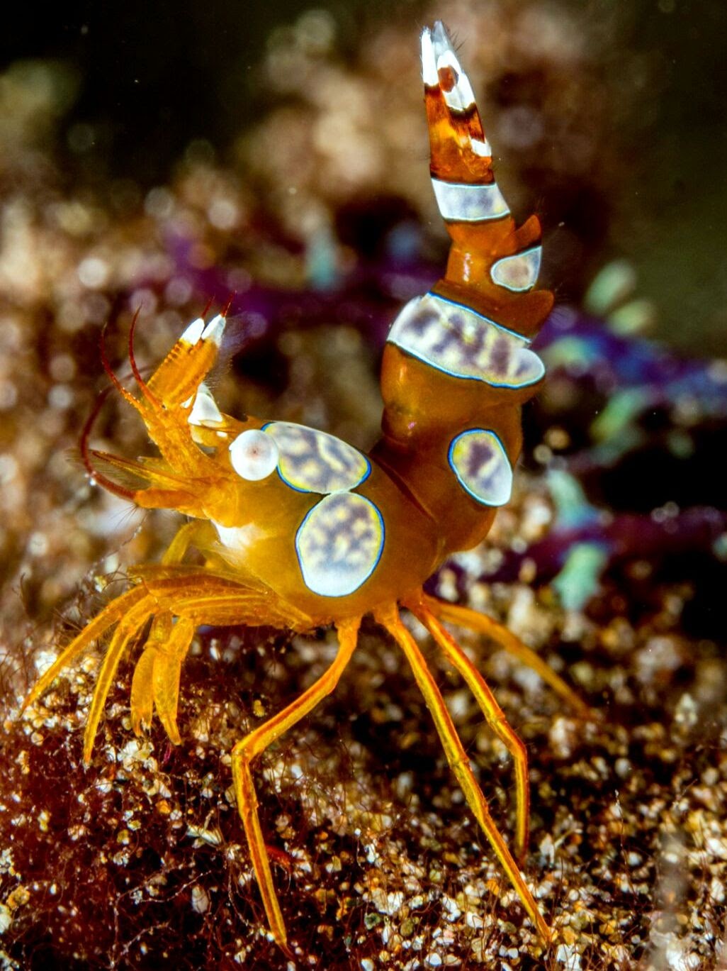 Taxonomía Arthropoda: Clase Malacostraca Orden Decapoda