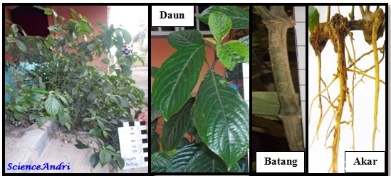klasifikasi dan deskripsi keji beling | ScienceAndri