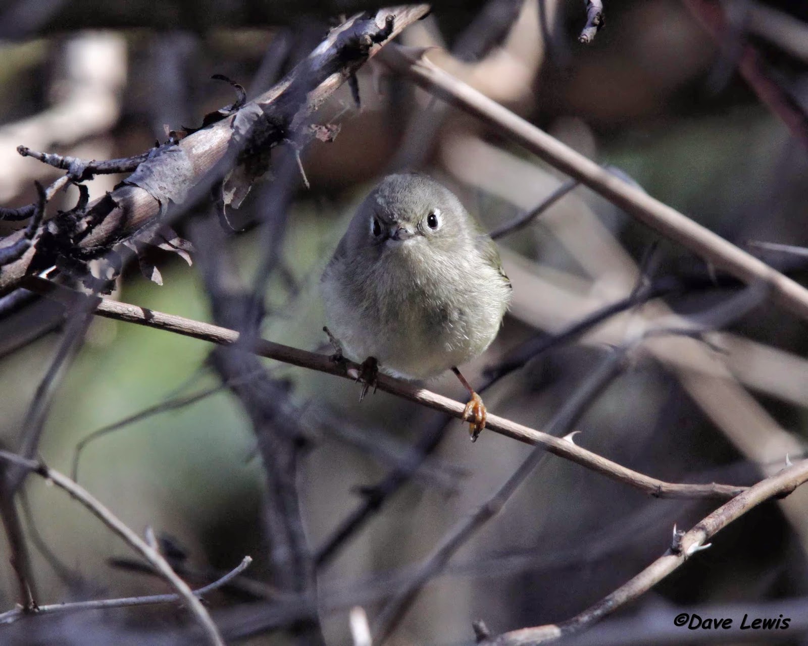 Birds from Behind : First Warbly of the Year!