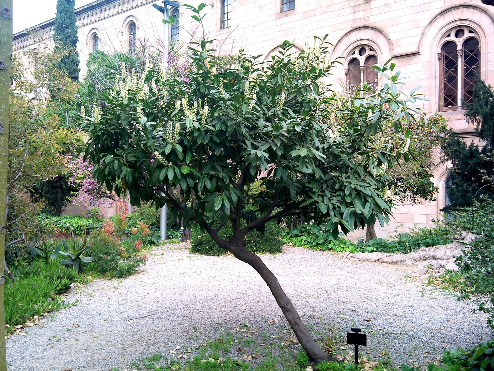Árboles con alma: Laurel real. Laurel-cerezo. Laurel romano (Prunus ...