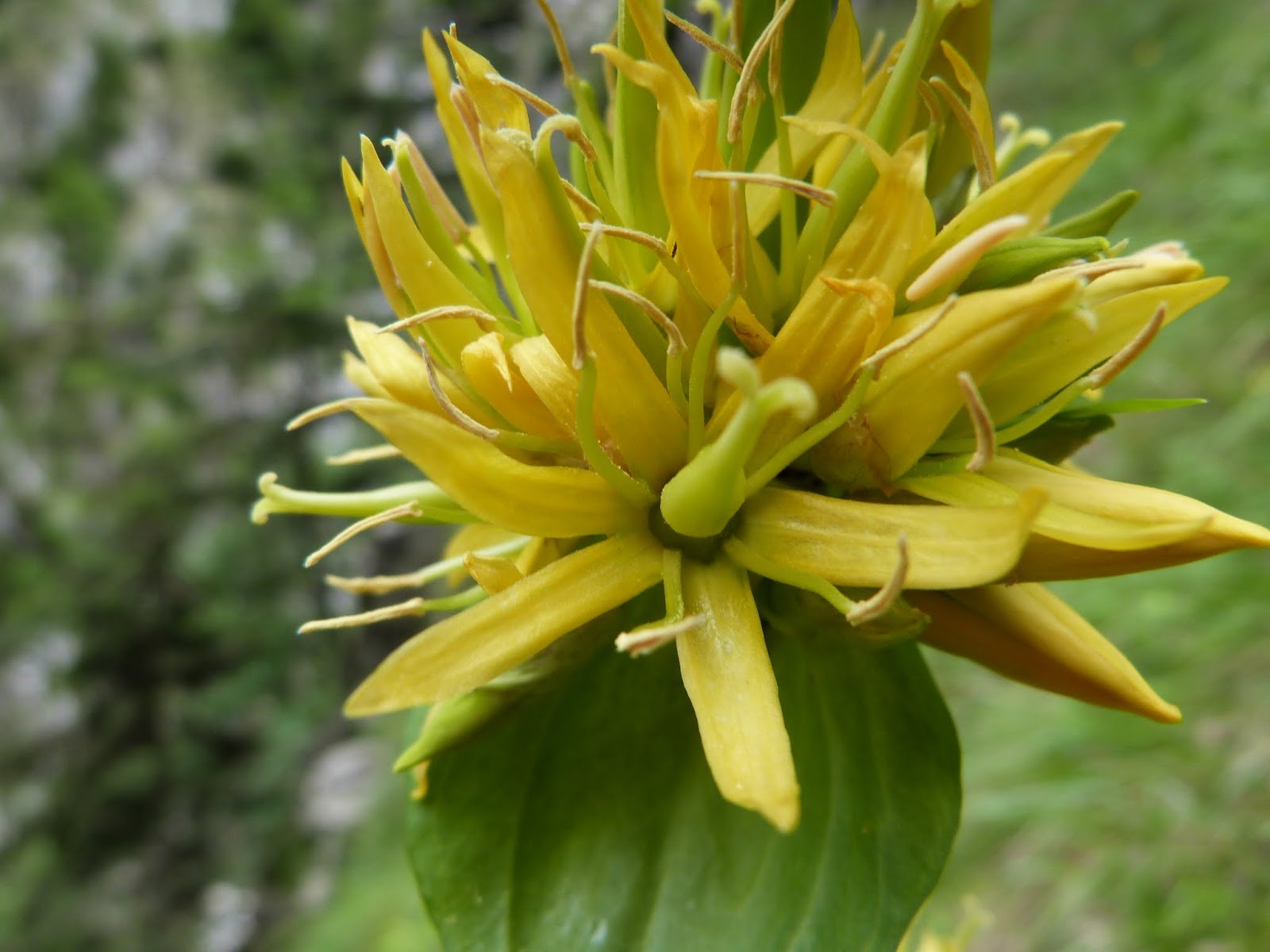 Frumusetile naturii: Ghinţură galbenă (Gentiana lutea)