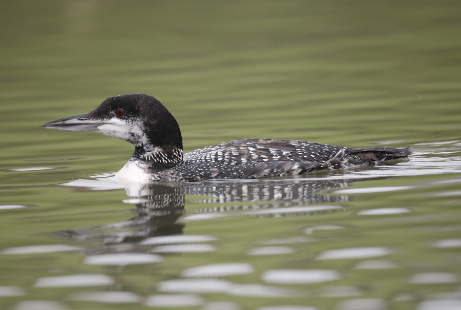 Rare & Scarce Birds In Britain