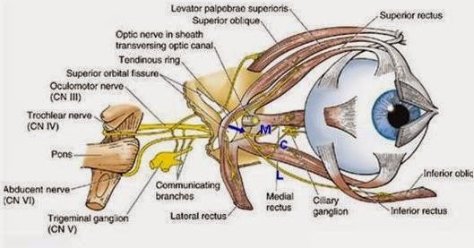 Medika Share: Saraf Okulomotorius