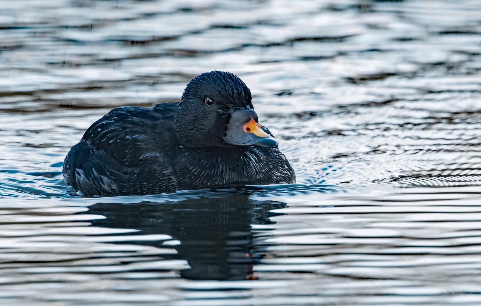 GeekTeacher's Birding Scrapbook: What's This Common Scoter Doing Here?