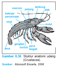 Crustacea - Our Akuntansi
