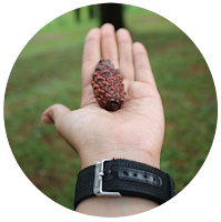 Broccoli Headband: Broccoli Spinach Penne Pasta with Cheese Cream Sauce