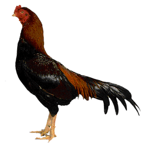 Aseel Game Fowl