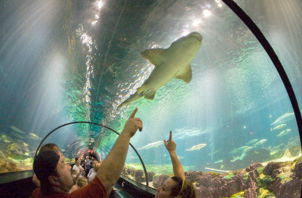 Guga guia voce em Orlando!: Lista de Atracoes do Sea World Orlando: