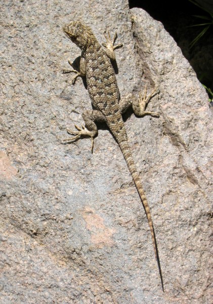 Polishing The Double Wide Turd: A Lizard in the Septic Tank