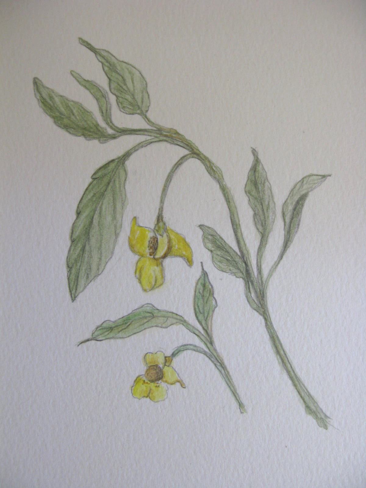 Pencil Ponder: Pencil and Watercolor Sketch--Botanical