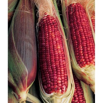 MACAM - MACAM JENIS JAGUNG - DUNIA TANAMAN HIAS