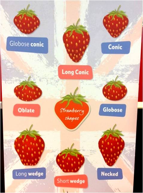 British Summer Berries | Utterly Scrummy Food For Families