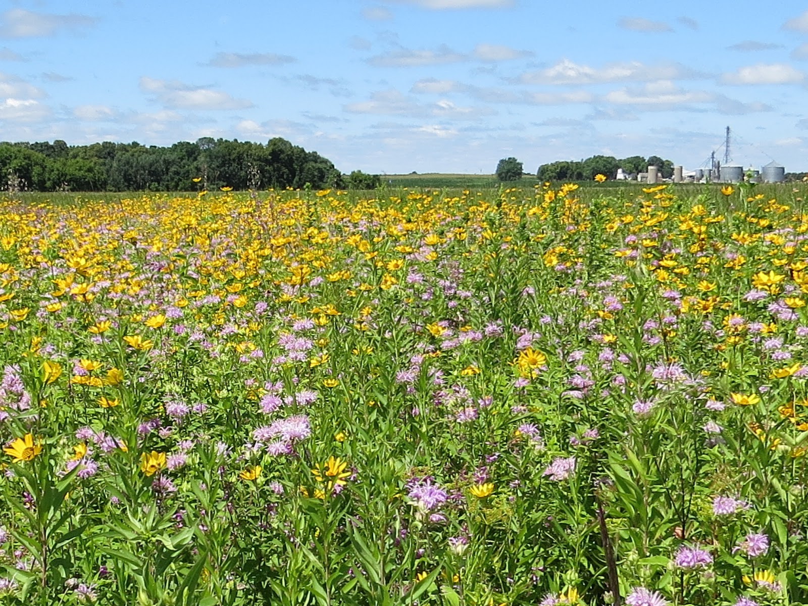 Penelopedia: Nature and Garden in Southern Minnesota: Prairie Flowers ...