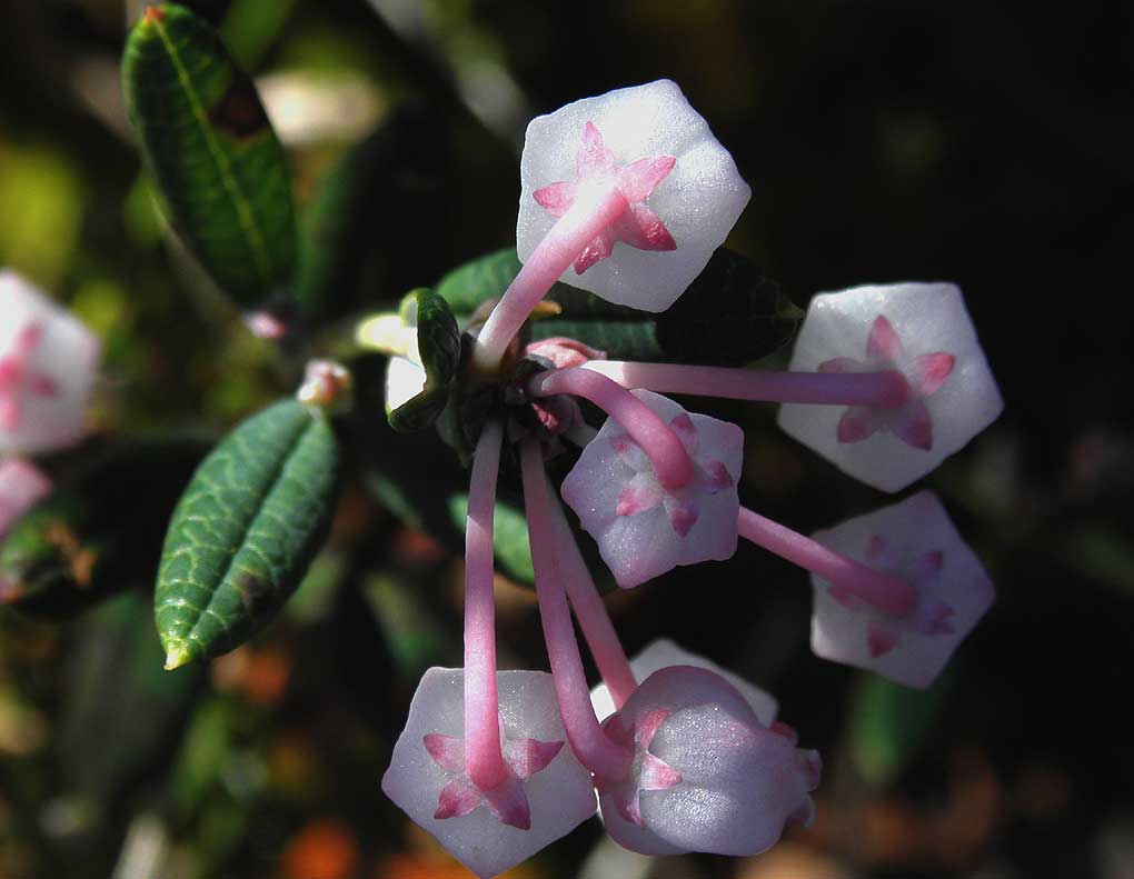 Harakan sivut: SUOKUKKA, RAATE ja MUURAIN