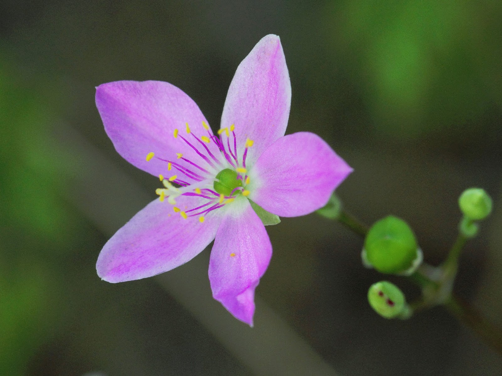 SPEED OF A PLANT: Prairie Fame-flower!