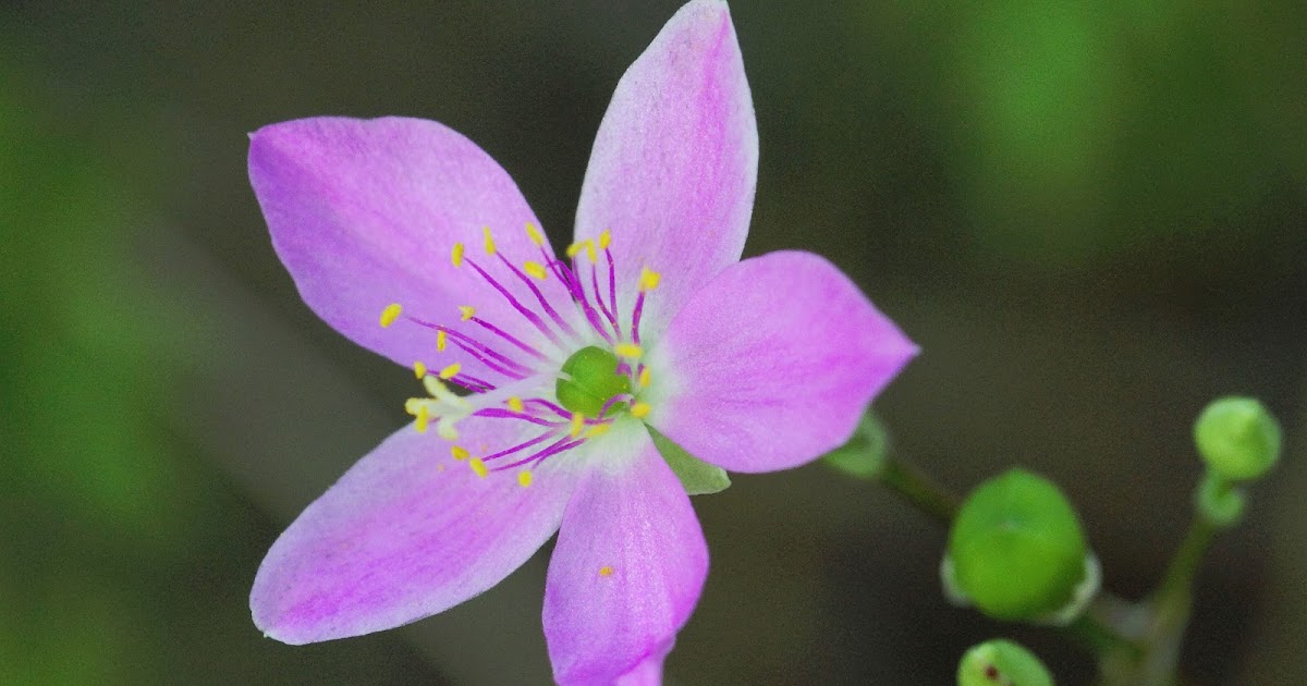 SPEED OF A PLANT: Prairie Fame-flower!