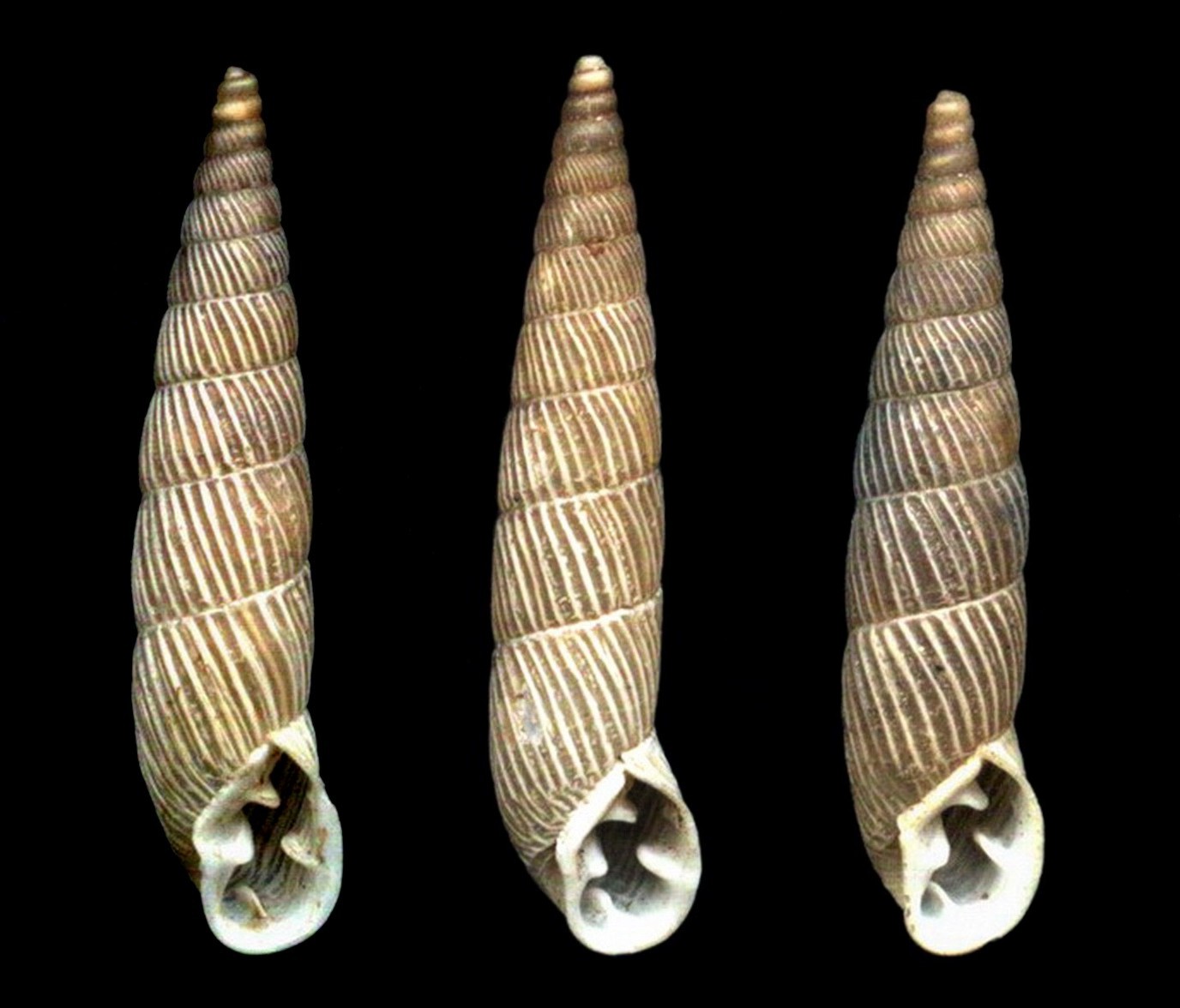 Moluscos terrestres de Argentina: Spixia claviformis {Weyrauch W. K.}