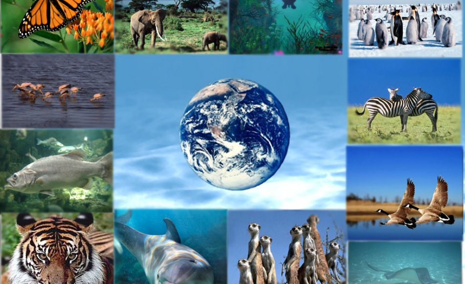 AmicoMario: BIODIVERSITÀ SEMPRE PIÙ IN PERICOLO: I RIPETUTI ATTACCHI ...