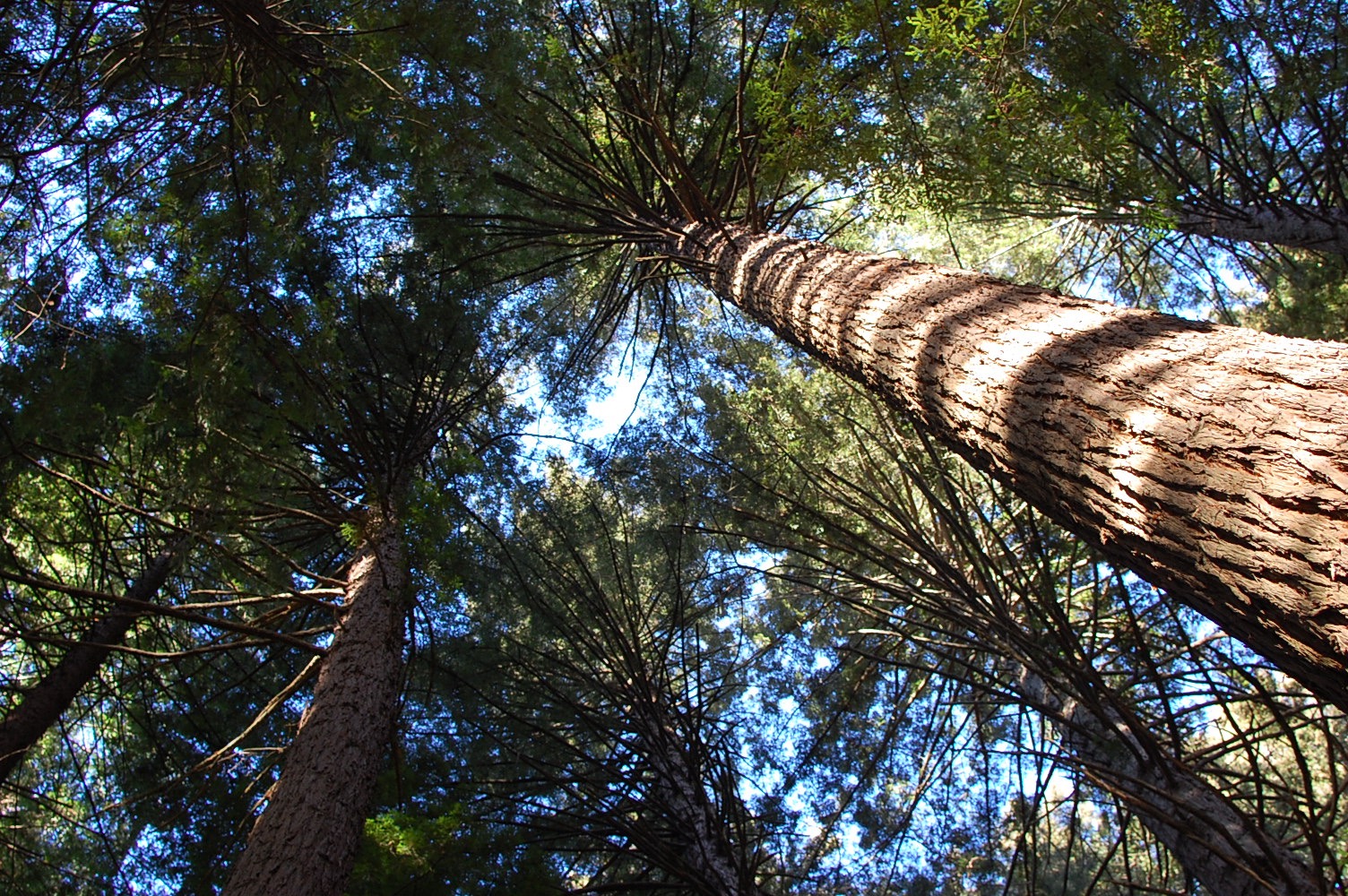 THE ROAD TAKEN : Walking The Rotorua Redwoods