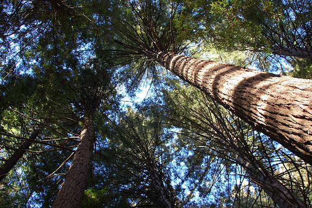 THE ROAD TAKEN : Walking The Rotorua Redwoods