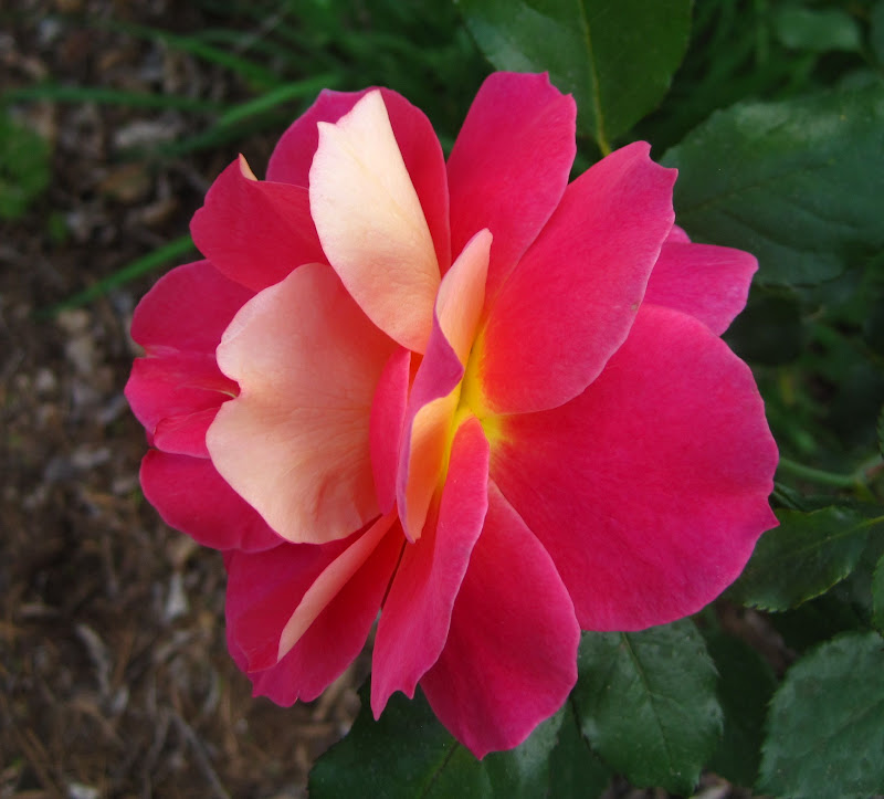 Donald's Organic Texas Garden: 04/05/12