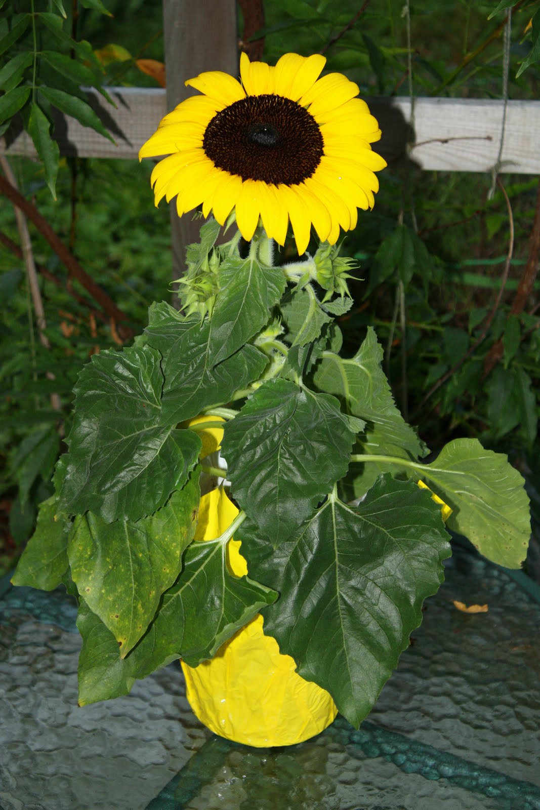 Carol Steel: Dwarf Sunspot Sunflower