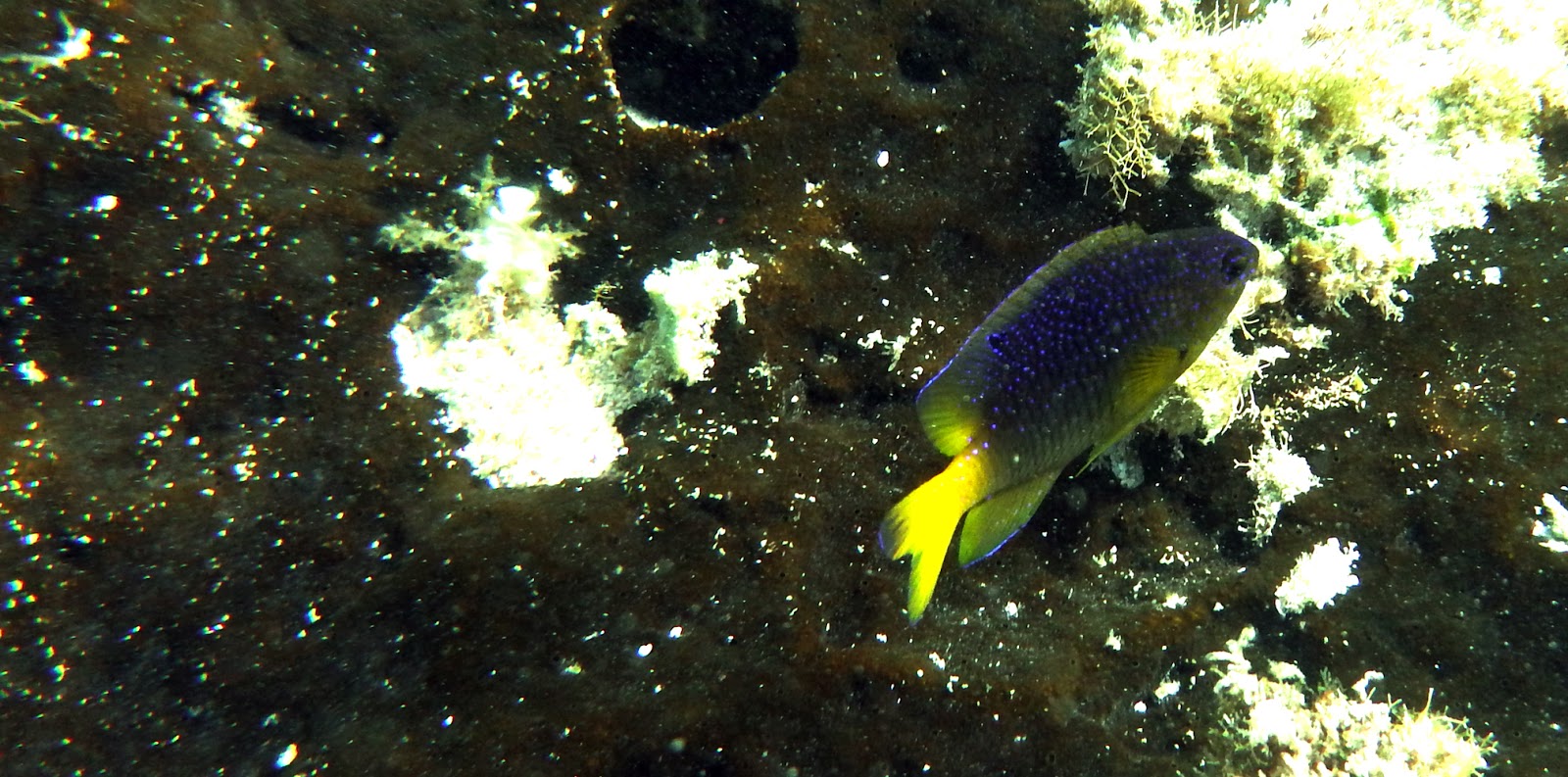 Elfshot: Tropical Fish Photos from Cuba