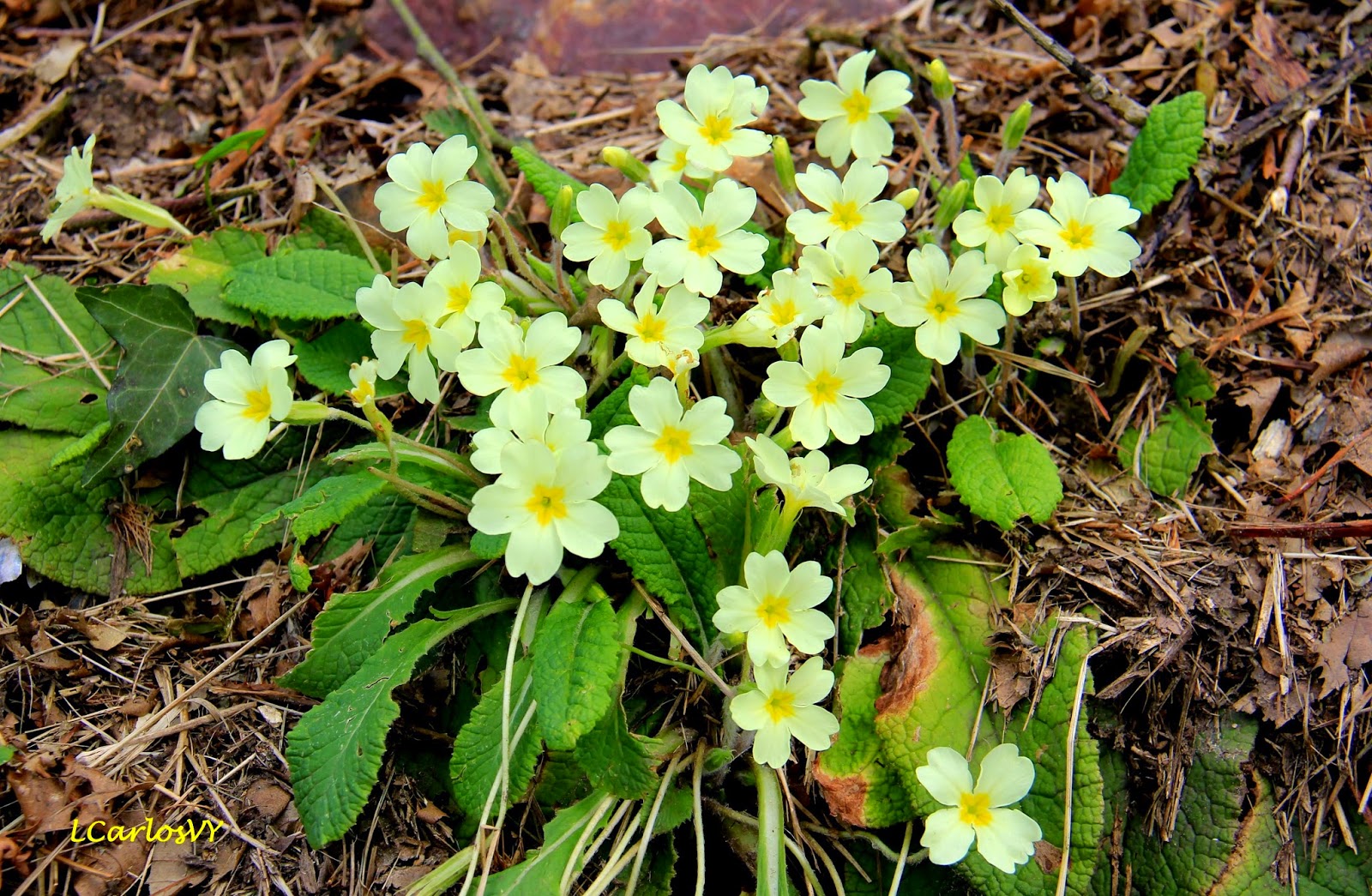 Plantas silvestres de Asturias: Primavera - Primula vulgaris