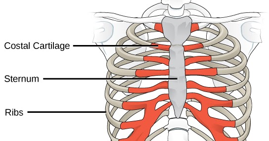 Flared Ribs Correction | Pectus Excavatum Exercises