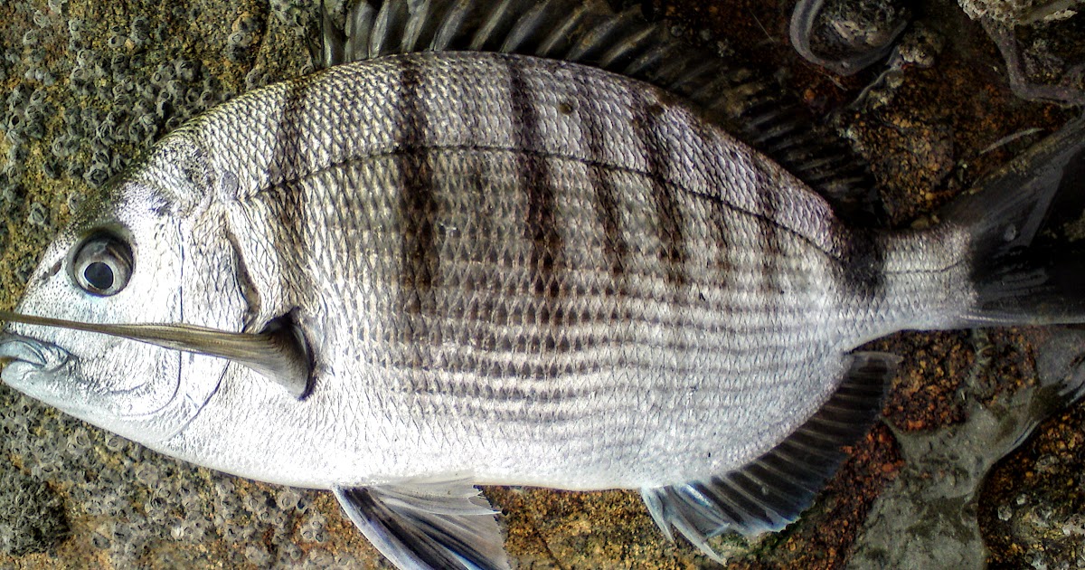 Royalelabrax22: Du sar en Côtes-d'Armor