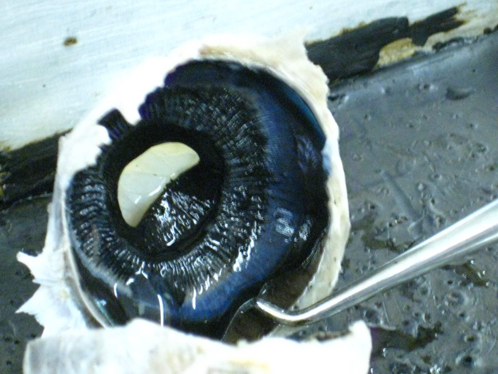 Cow Eye and Ear Model: Cow Eye