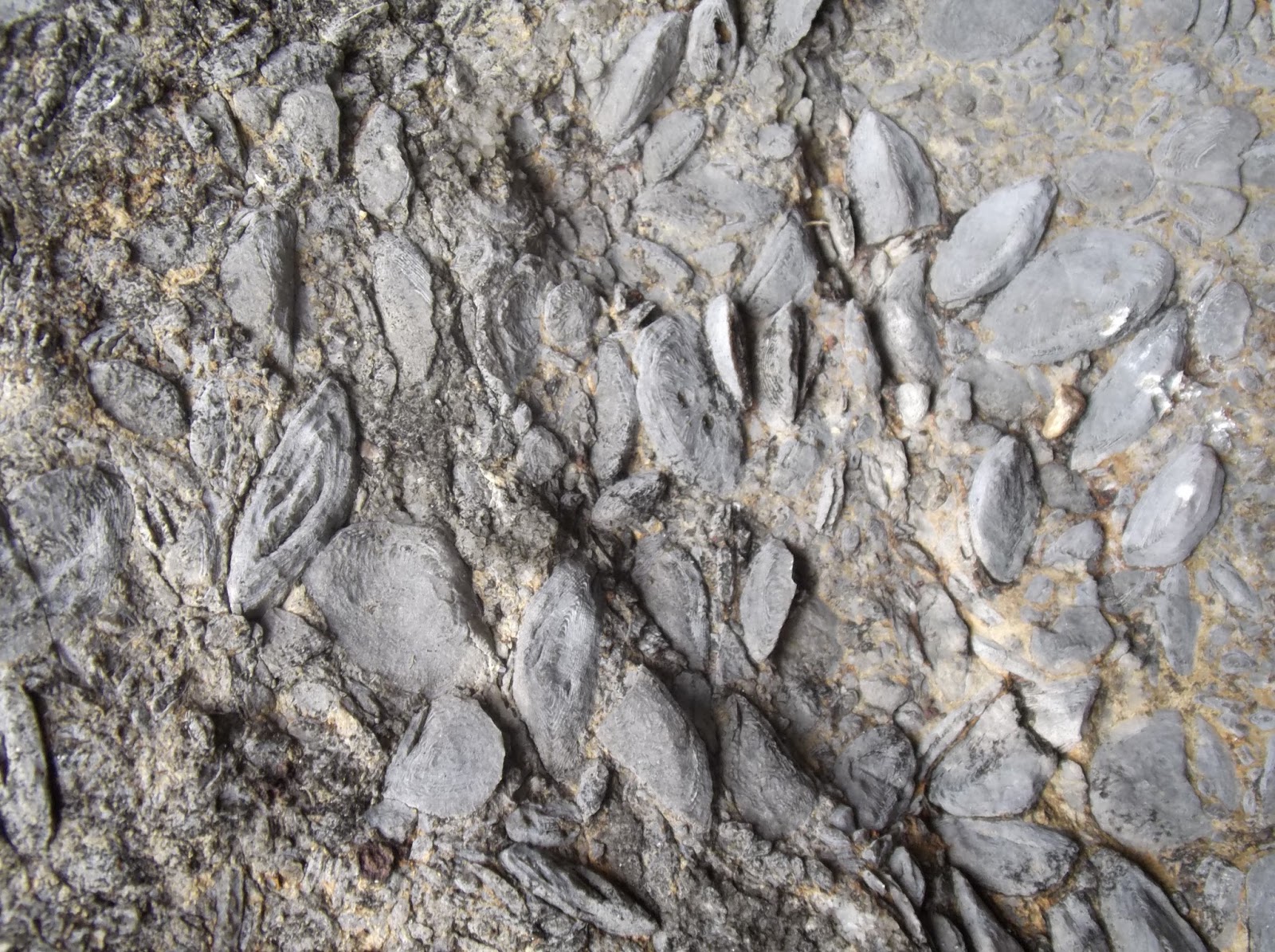 Batuan Gamping Nummulites ( nummulites limestone )